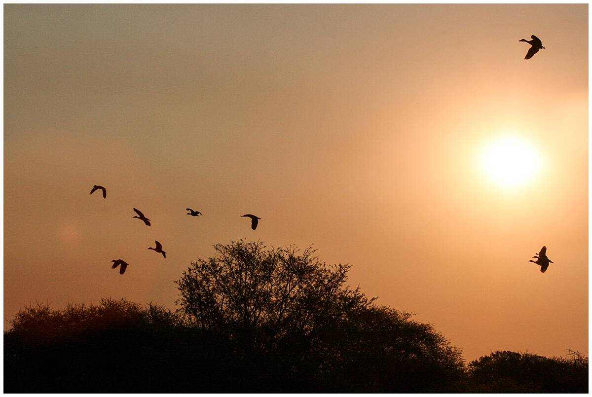 An Okavango Delta Safari Botswana - Africa's Greatest Wilderness?