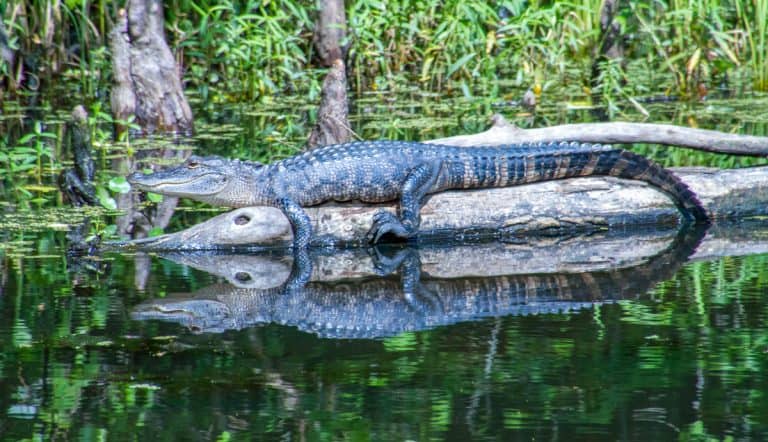 The Best Swamp Tours in New Orleans - Find the Right One for You